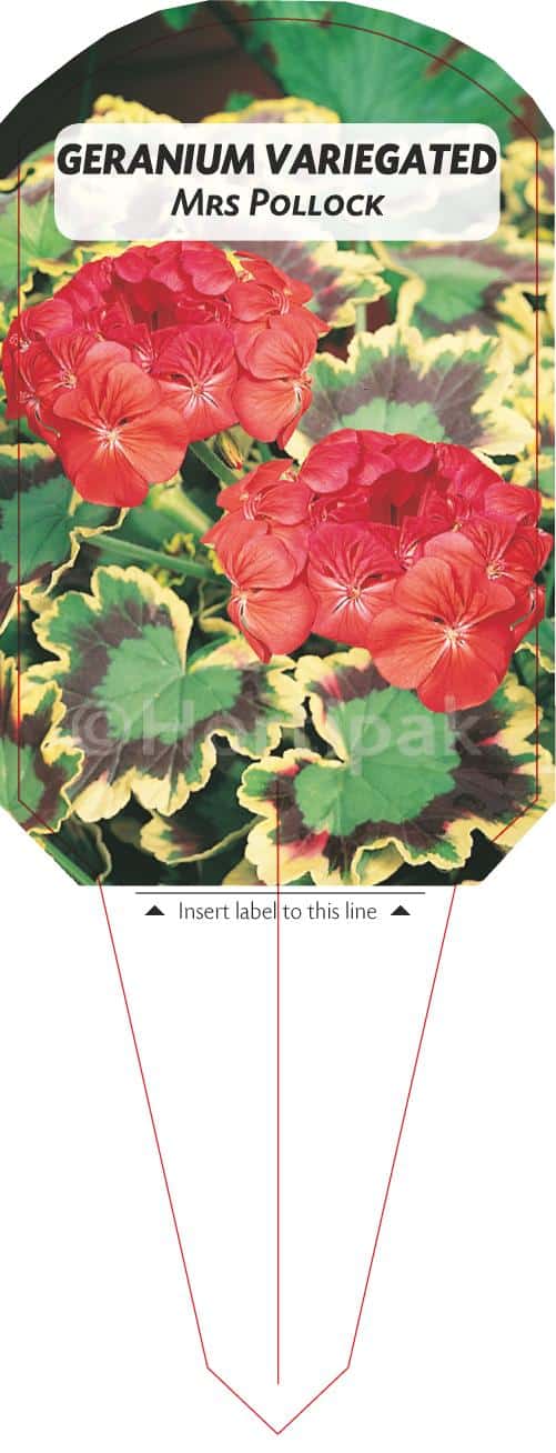Geranium Coloured Leaf Mrs Pollock Plant Labels - Hortipak
