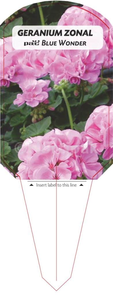 Geranium Pac Zonal Blue Wonder Plant Labels - Hortipak