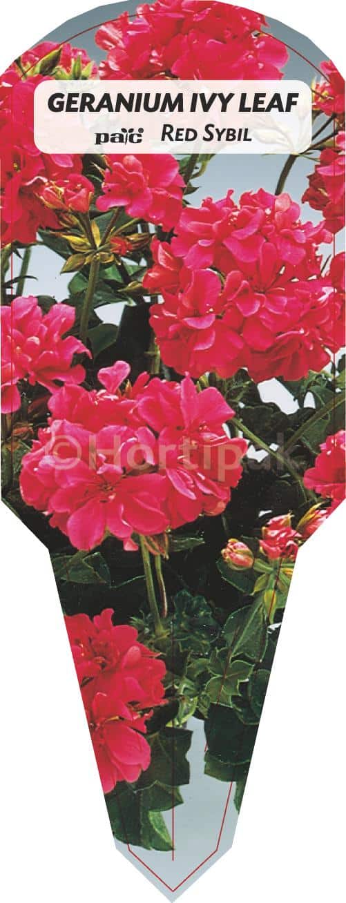 Geranium Pac Ivy Leaf Red Sybil Plant Labels - Hortipak