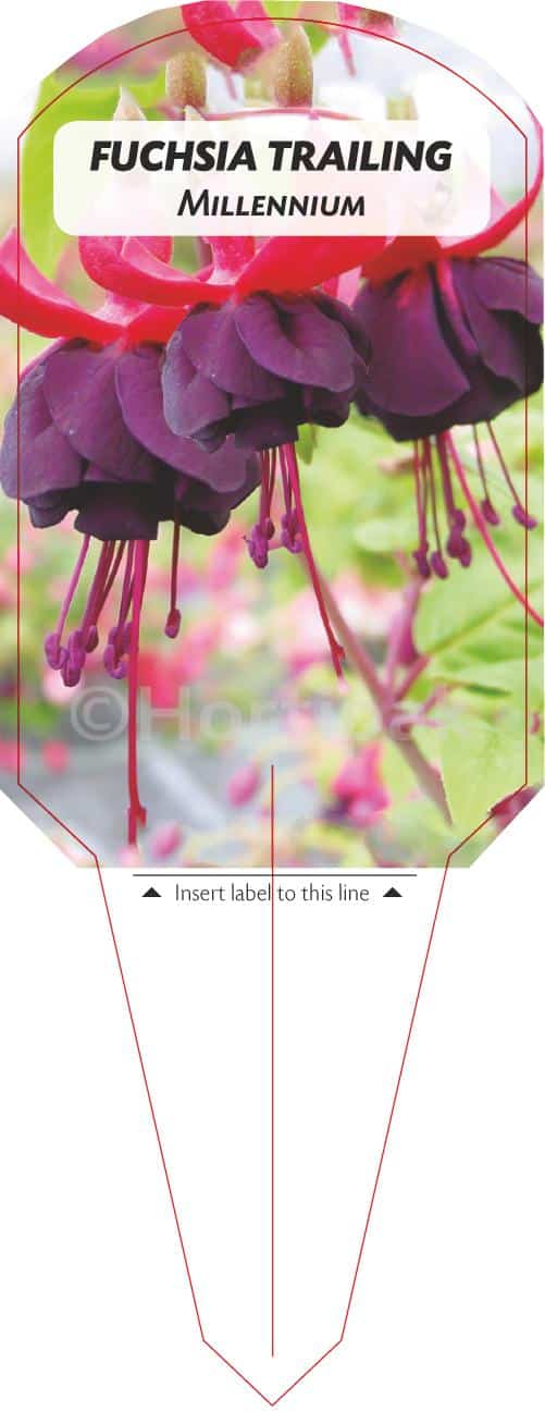 Fuchsia Trailing Millenium Plant Labels - Hortipak