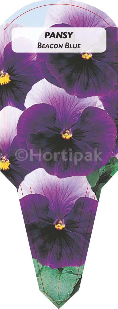 Pansy Beacon Blue Plant Labels - Hortipak
