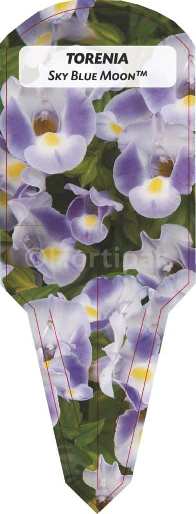 Torenia Sky Blue Moon - Hortipak e-Store