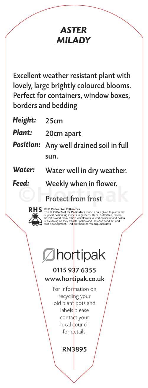 Aster Milady Plant Labels - Hortipak