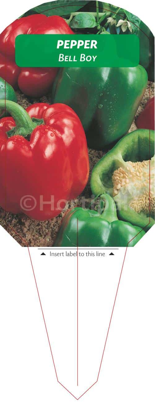Pepper Bell Boy Plant Labels - Hortipak