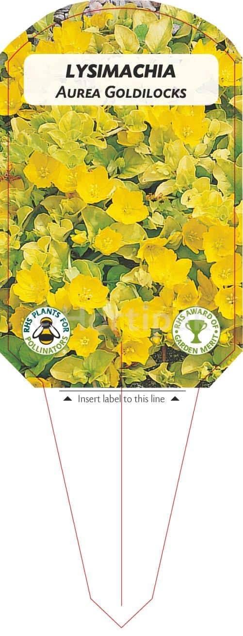 Lysimachia Aurea Goldilocks Plant Labels - Hortipak