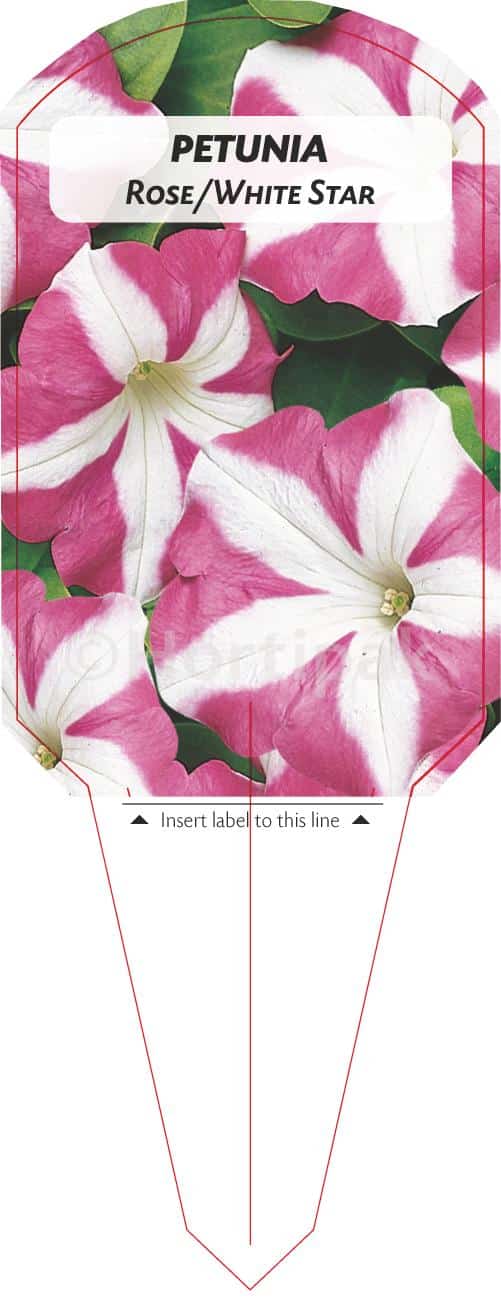 Petunia Rose White Star Plant Labels - Hortipak