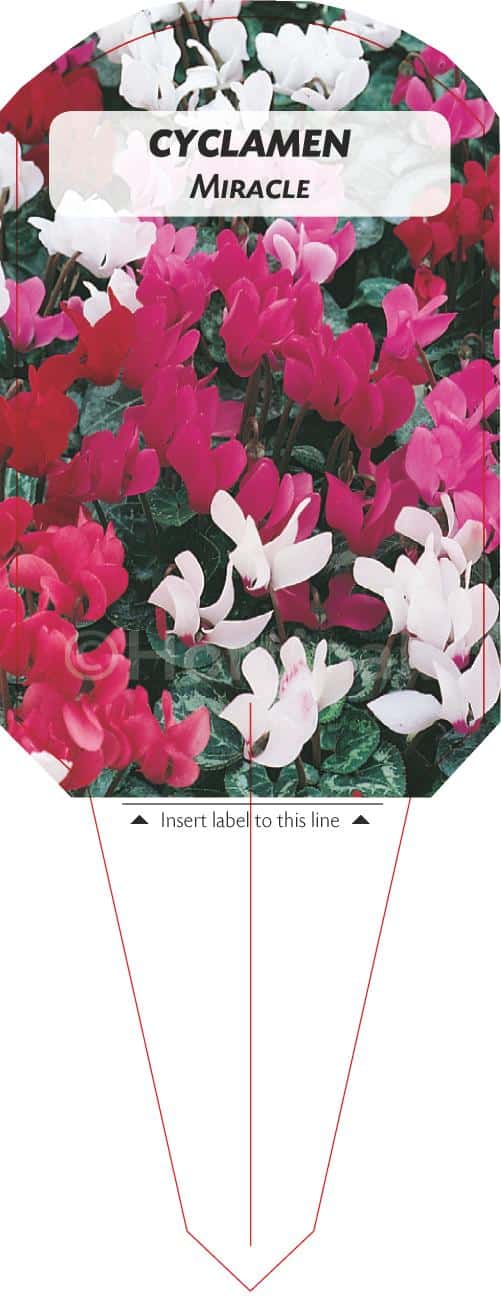 Cyclamen Miracle Mixed Plant Labels - Hortipak