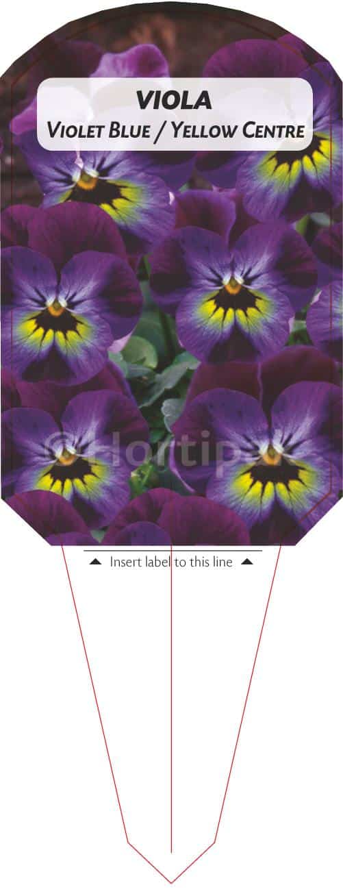 Viola Violet Blue Yellow Center Plant Labels - Hortipak