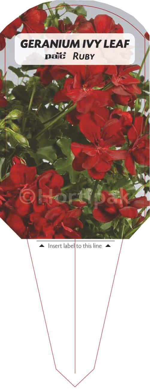 Geranium Ivy Leaf Ruby Plant Labels - Hortipak