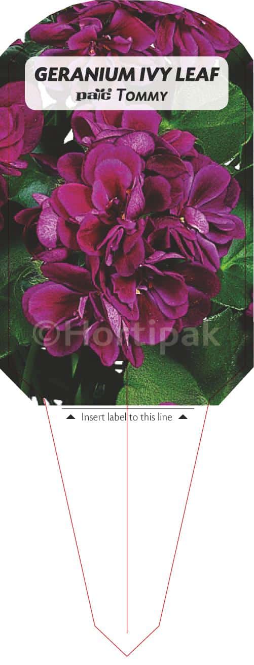 Geranium Ivy Leaf Tommy Plant Labels - Hortipak
