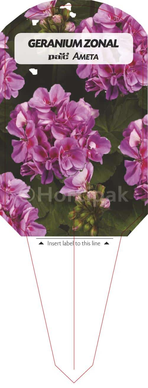 Geranium Zonal Pac Ameta Plant Labels - Hortipak