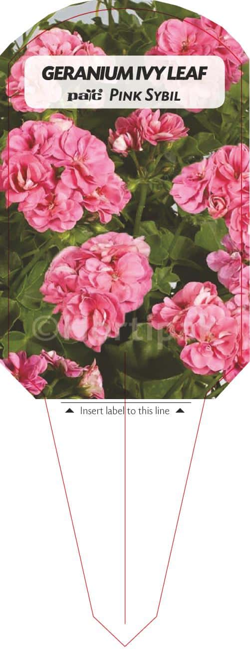 Geranium Ivy Leaf Pac Pink Sybil Plant Labels - Hortipak