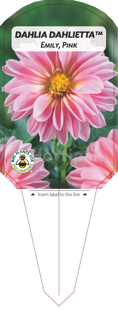 Dahlia Dahlietta Emily Pink Plant Labels - Hortipak