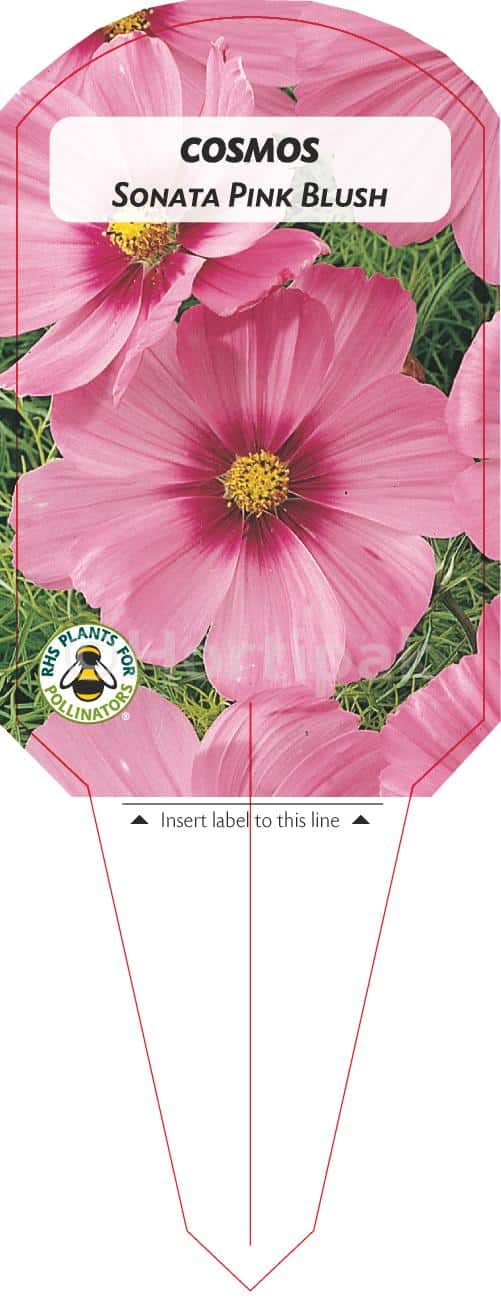 Cosmos Sonata Pink Blush Plant Labels - Hortipak
