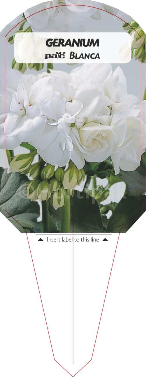 Geranium Pac Blanca Plant Labels - Hortipak