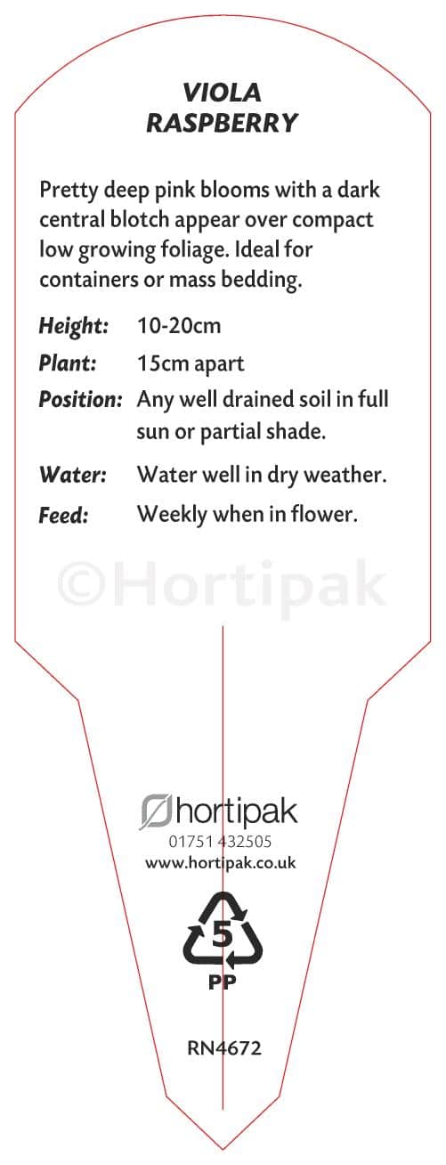 Viola Raspberry - Hortipak e-Store
