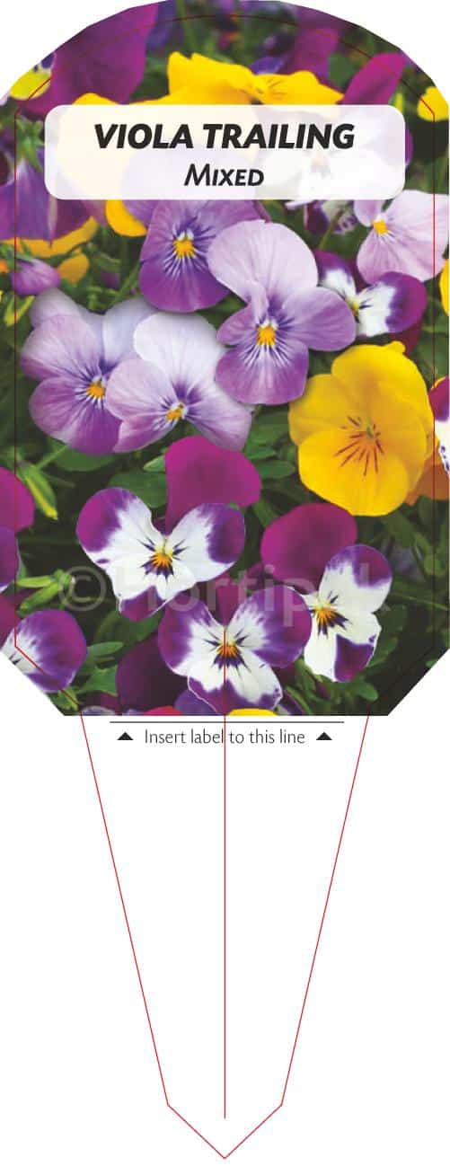Viola Trailing Mixed Plant Labels - Hortipak