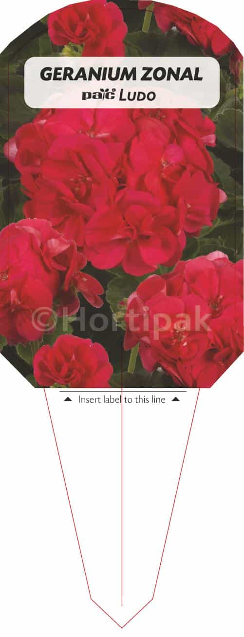 Geranium Zonal Pac Ludo Plant Labels - Hortipak