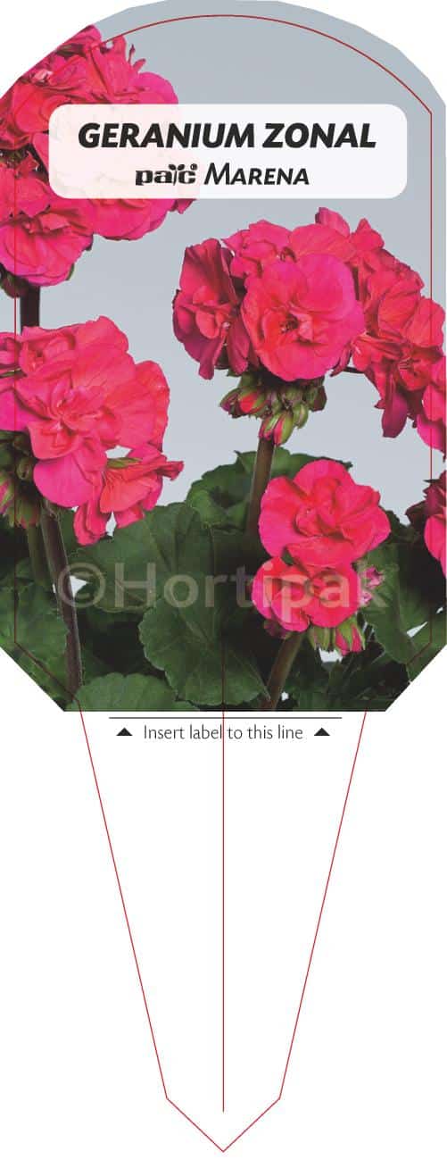 Geranium Zonal Dark Leaf Maren Plant Labels - Hortipak