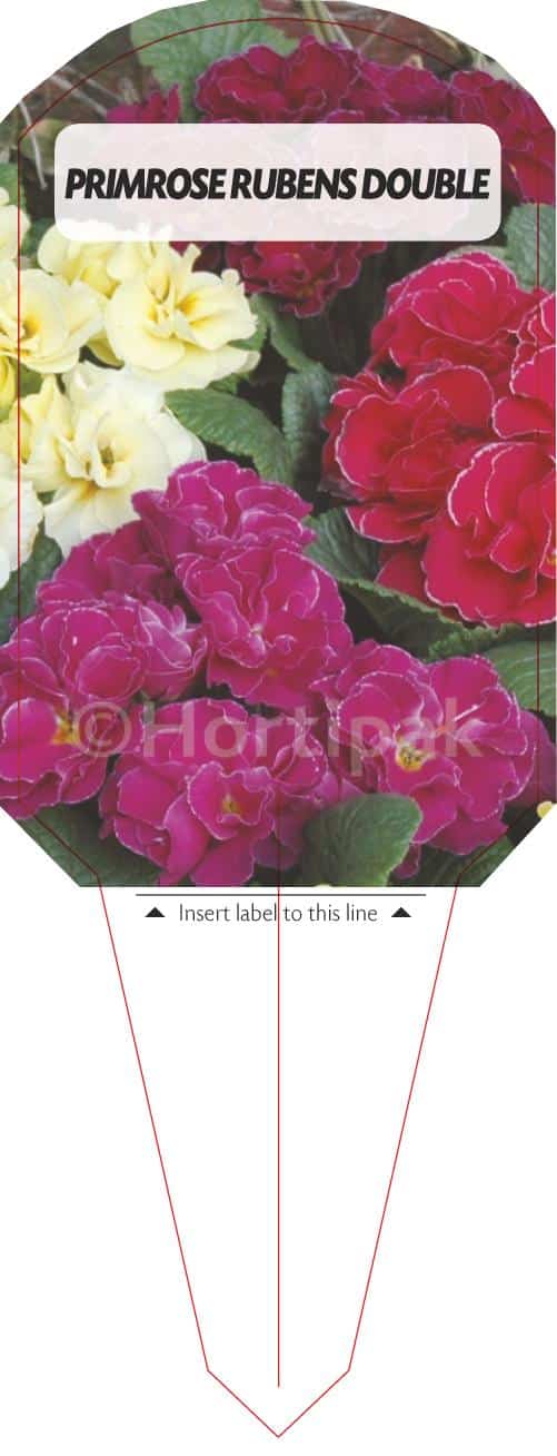 Primrose Rubens Double Mix Plant Labels - Hortipak