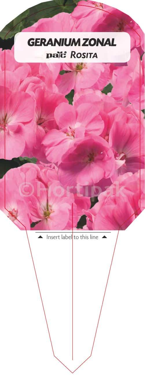 Geranium Zonal Rosita (Pac) Plant Labels - Hortipak