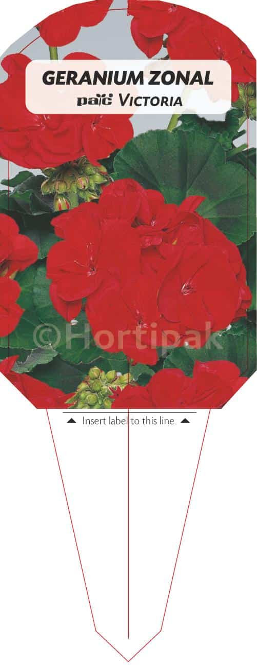 Geranium Zonal Victoria (Pac) Plant Labels - Hortipak