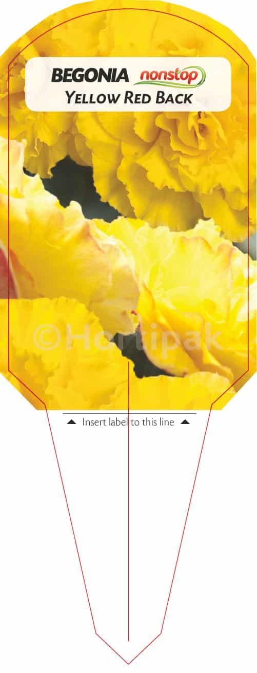 Begonia Yellow Red Back Plant Labels - Hortipak
