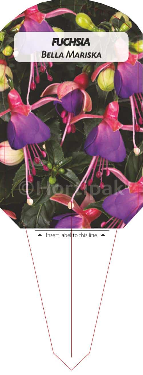 Fuchsia Bella Mariska Plant Labels - Hortipak