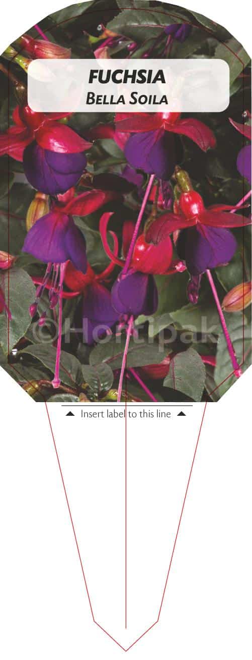 Fuchsia Bella Soila Plant Labels - Hortipak