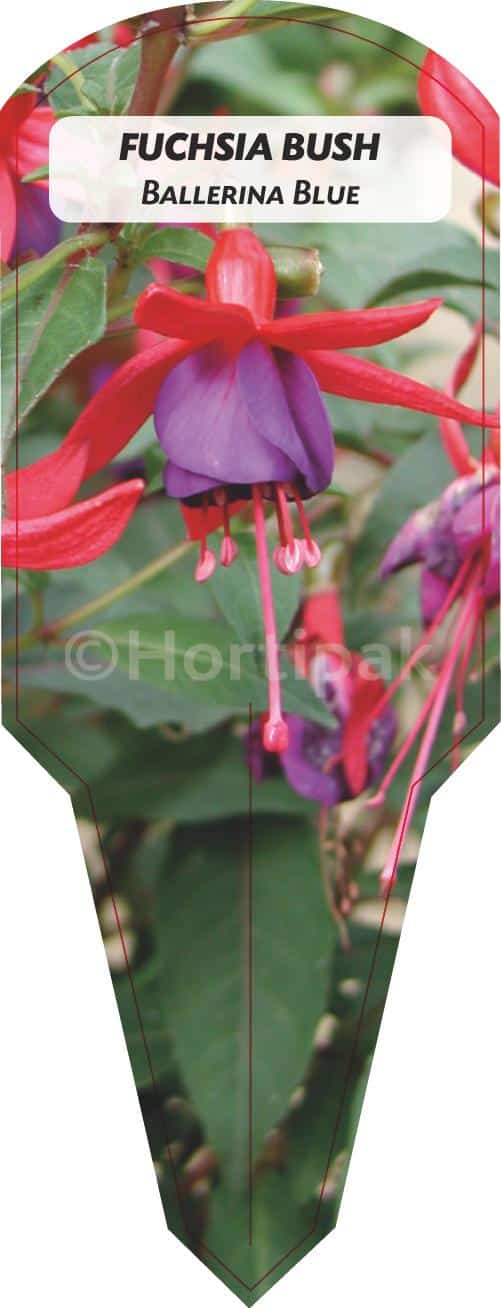 Fuchsia Ballerina Blue Plant Labels - Hortipak