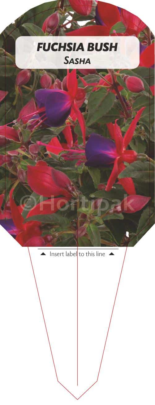 Fuchsia Bella Sacha Plant Labels - Hortipak