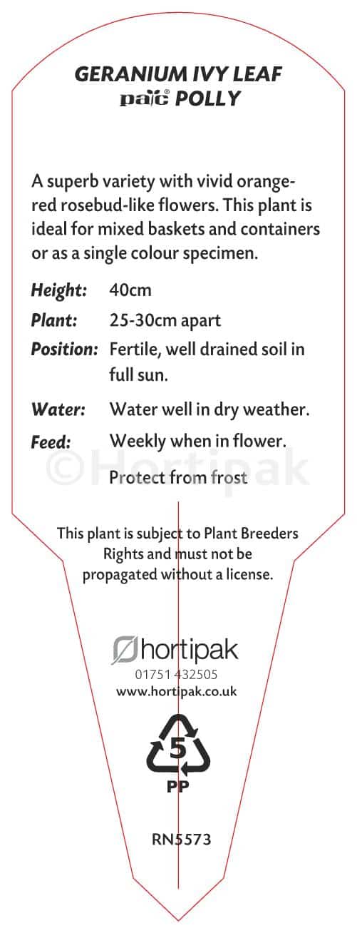 Geranium Ivy Leaf Pac Polly - Hortipak e-Store