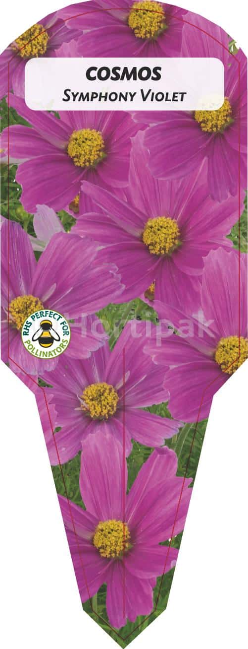 Cosmos Symphony Violet Plant Labels - Hortipak