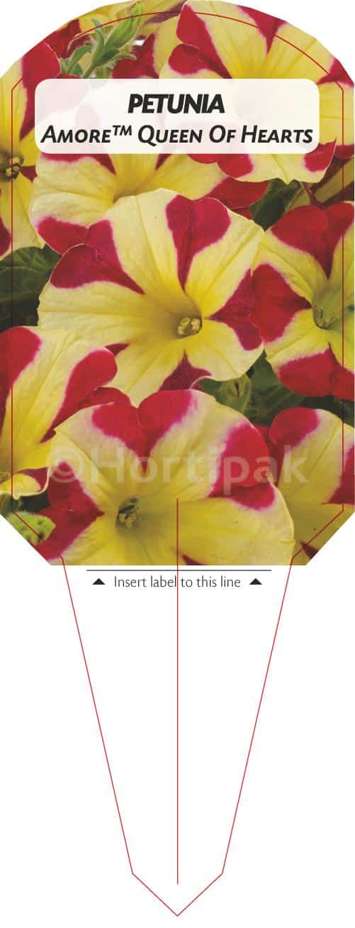 Petunia Amore Queens Of Hearts Plant Labels - Hortipak