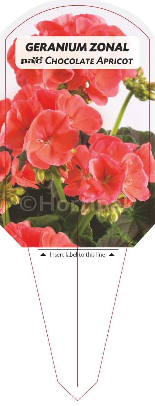 Geranium Zonal Choc Apricot Plant Labels - Hortipak