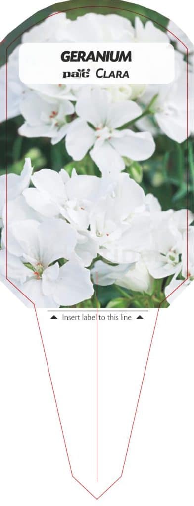 Geranium Zonal Clara Plant Labels - Hortipak