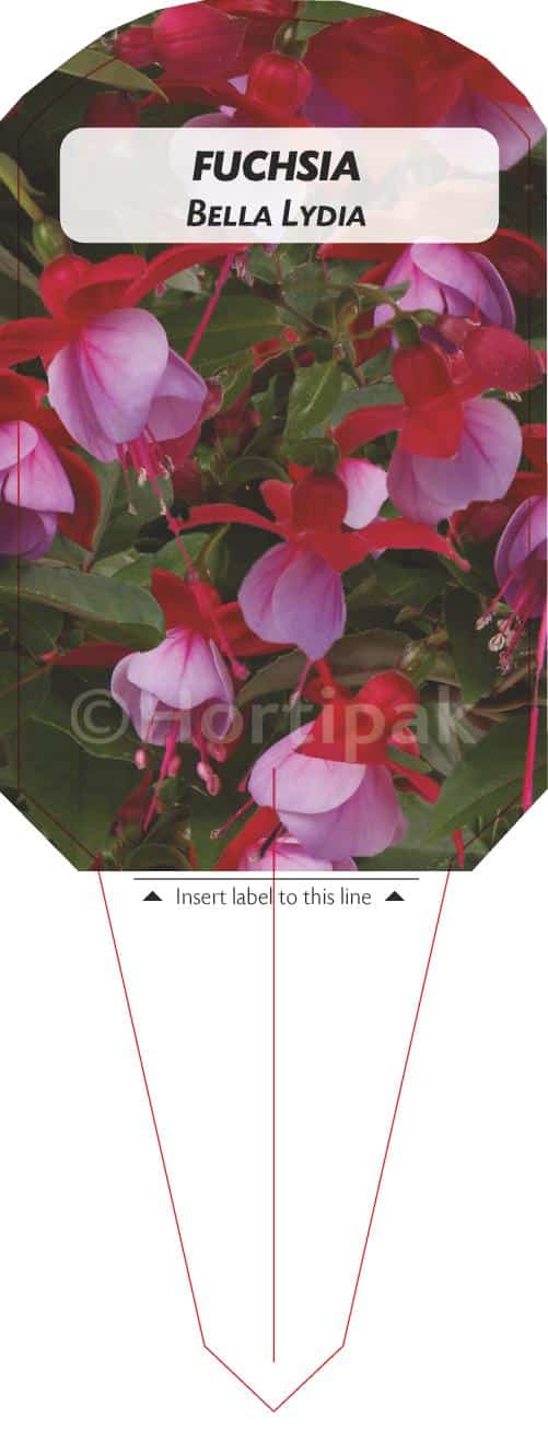 Fuchsia Bella Lydia Plant Labels - Hortipak