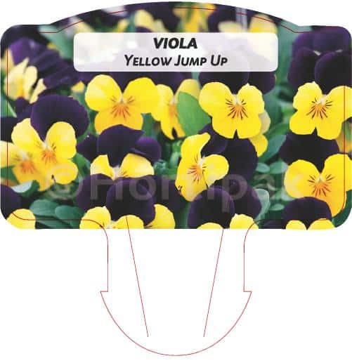 Viola Yellow Jump Up Plant Labels - Hortipak