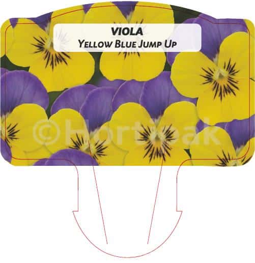 Viola Yellow Blue Jump Up Plant Labels - Hortipak