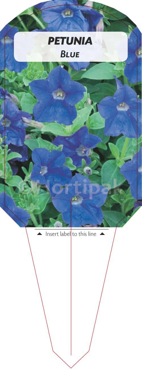 Petunia Blue Plant Labels - Hortipak