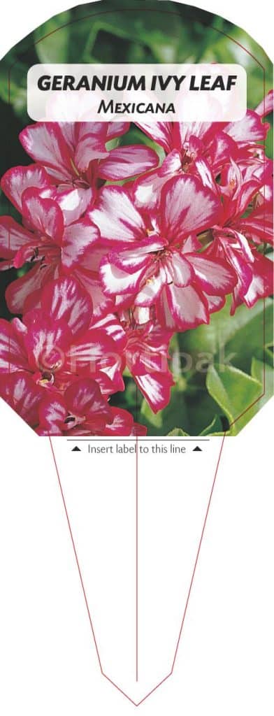 Geranium Ivy Leaf Mexicana Plant Labels - Hortipak