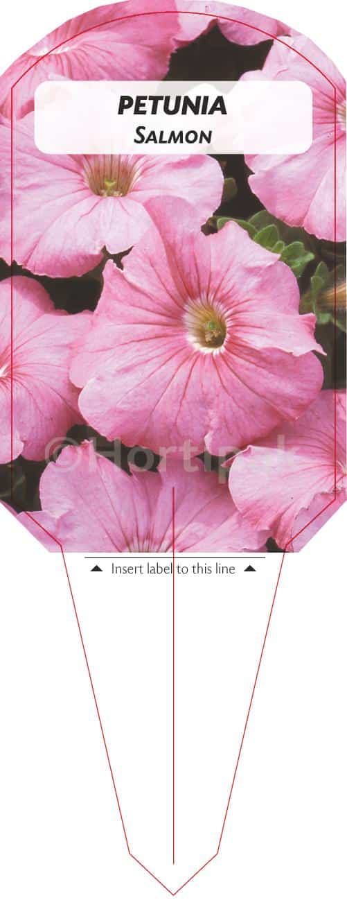 Petunia Salmon Plant Labels - Hortipak