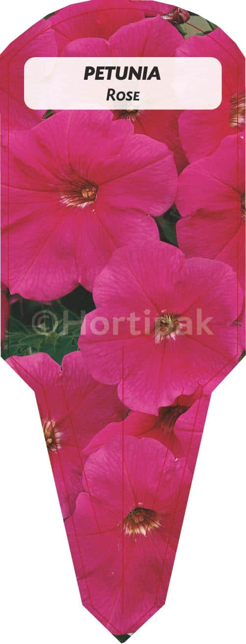 Petunia Rose Plant Labels - Hortipak
