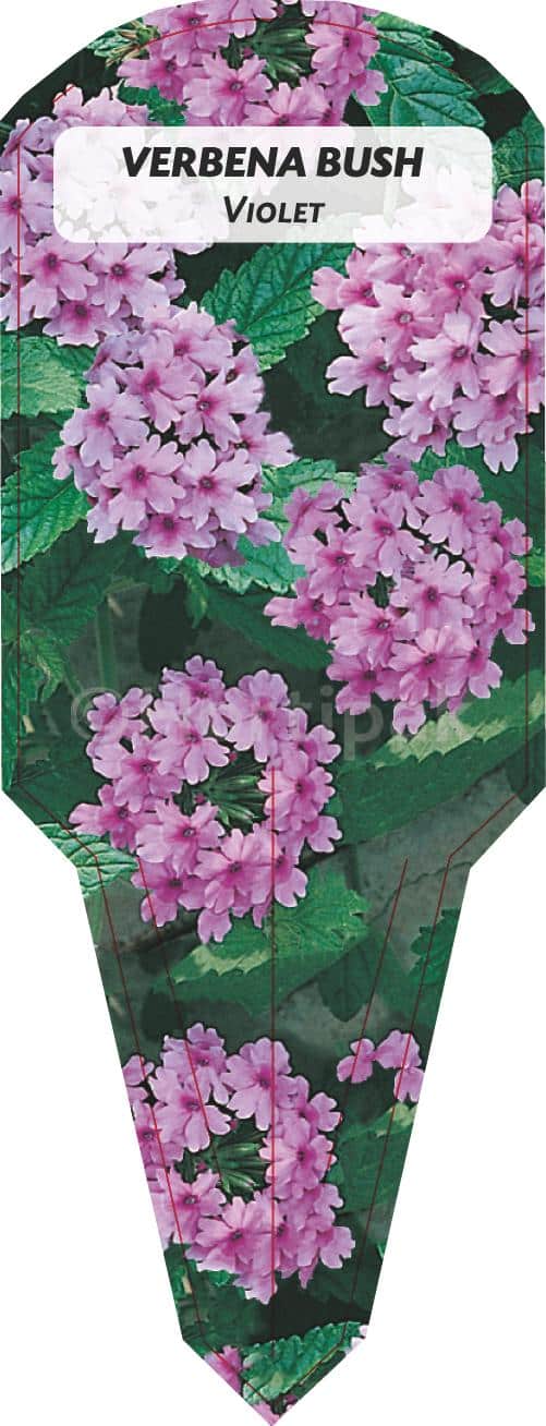 Verbena Violet Plant Labels - Hortipak
