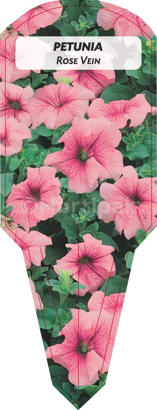 Petunia Rose Vein Plant Labels - Hortipak