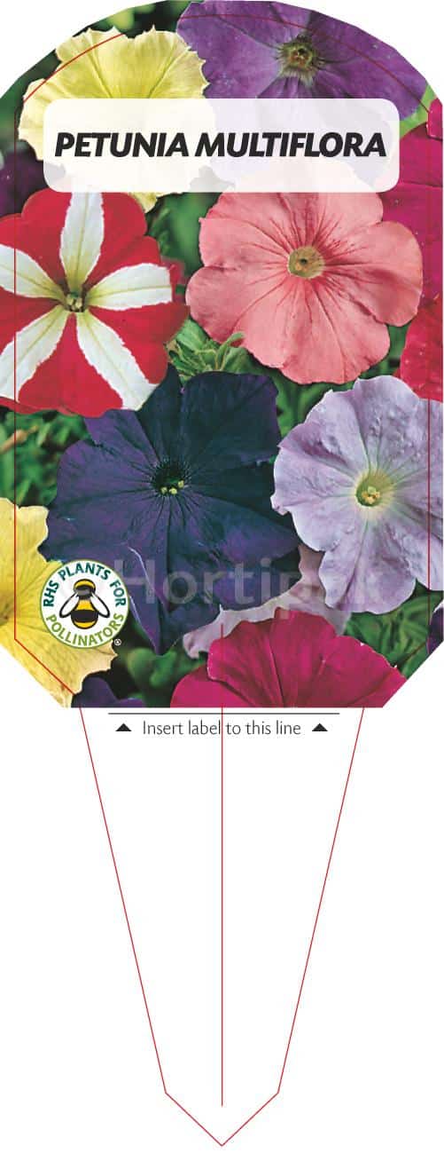 Petunia Multiflora Mixed Plant Labels - Hortipak