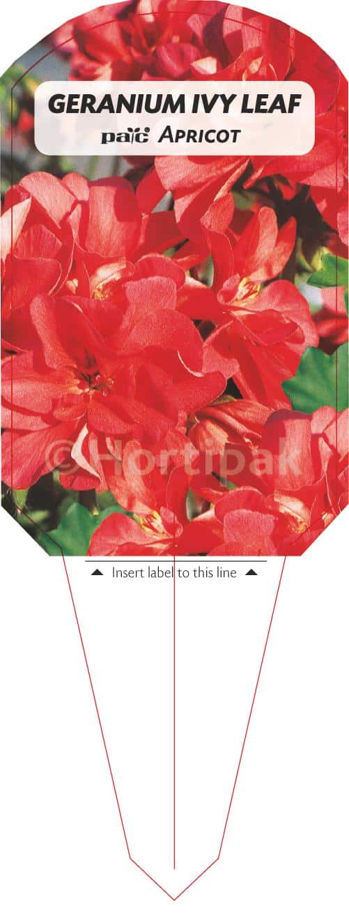 Geranium Ivy Leaf Apricot Plant Labels - Hortipak