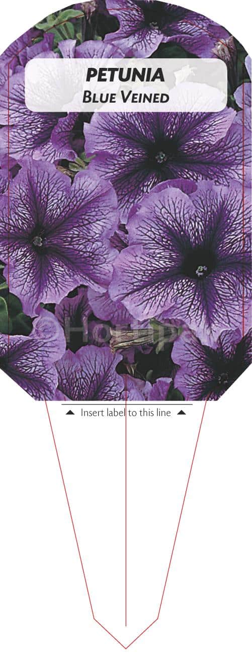 Petunia Blue Veined Plant Labels - Hortipak