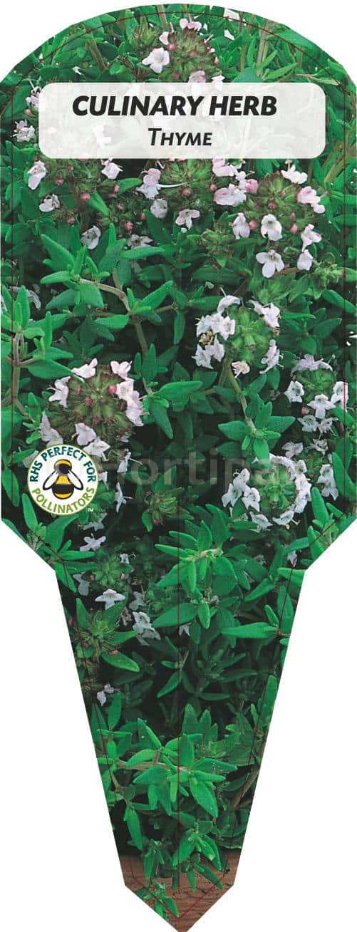 Culinary Herb Thyme Plant Labels - Hortipak