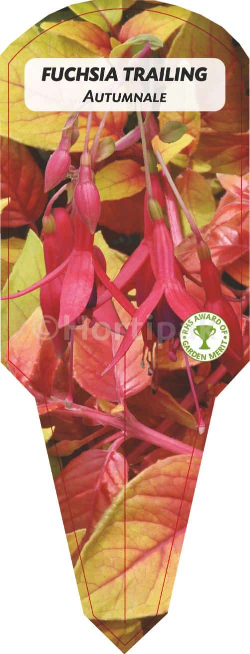 Fuchsia Trailing Autumnale Plant Labels - Hortipak